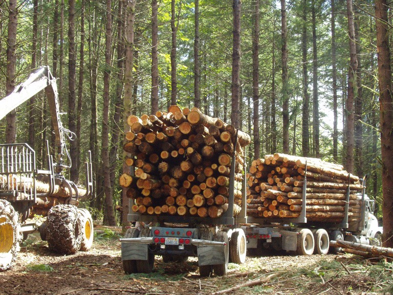 Logging the Homestead